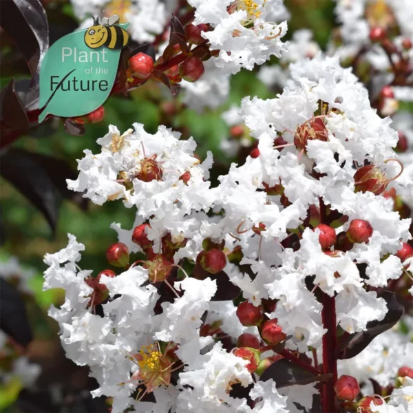 Lagerstroemia ‘Lunar Magic’ - Sierplant.be