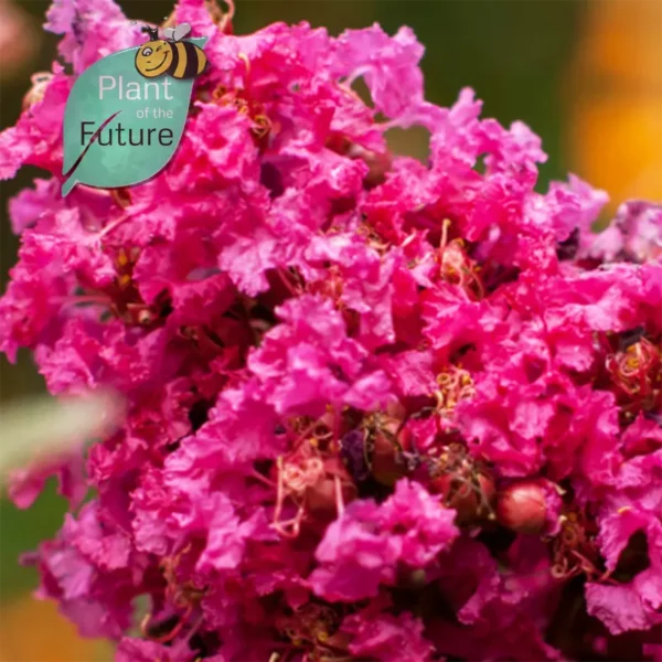 Lagerstroemia ‘Plum Magic’ - Sierplant.be