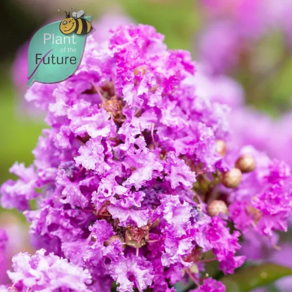 Lagerstroemia ‘Purple Magic’ - Sierplant.be