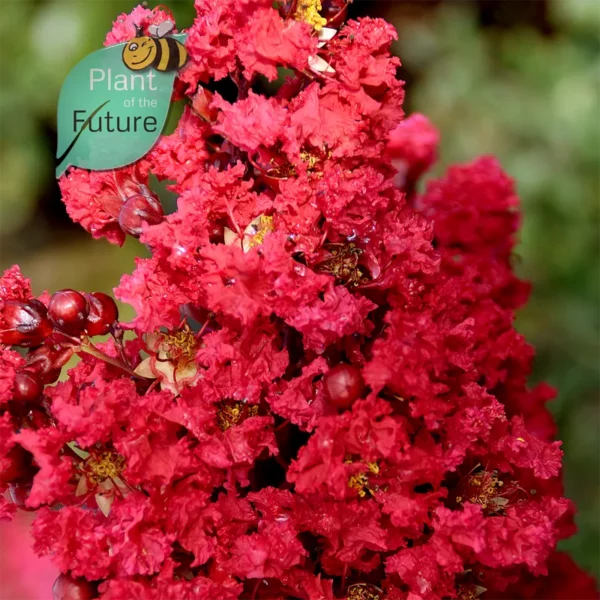 Lagerstroemia ‘Red Magic’ - Sierplant.be