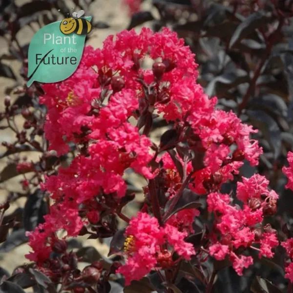 Lagerstroemia ‘Midnight Magic’ - Sierplant.be