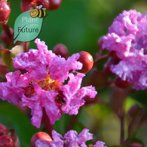 Lagerstroemia ‘Twilight’ - Sierplant.be