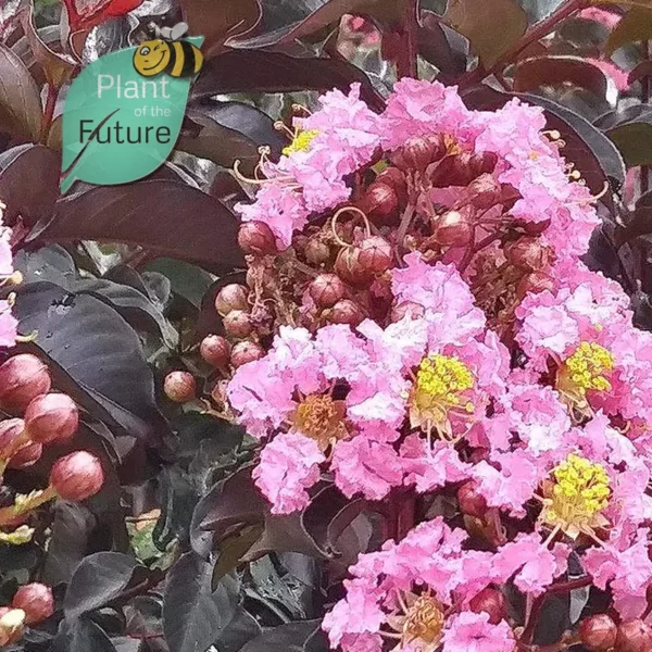 Lagerstroemia ‘Twilight Magic’ - Sierplant.be